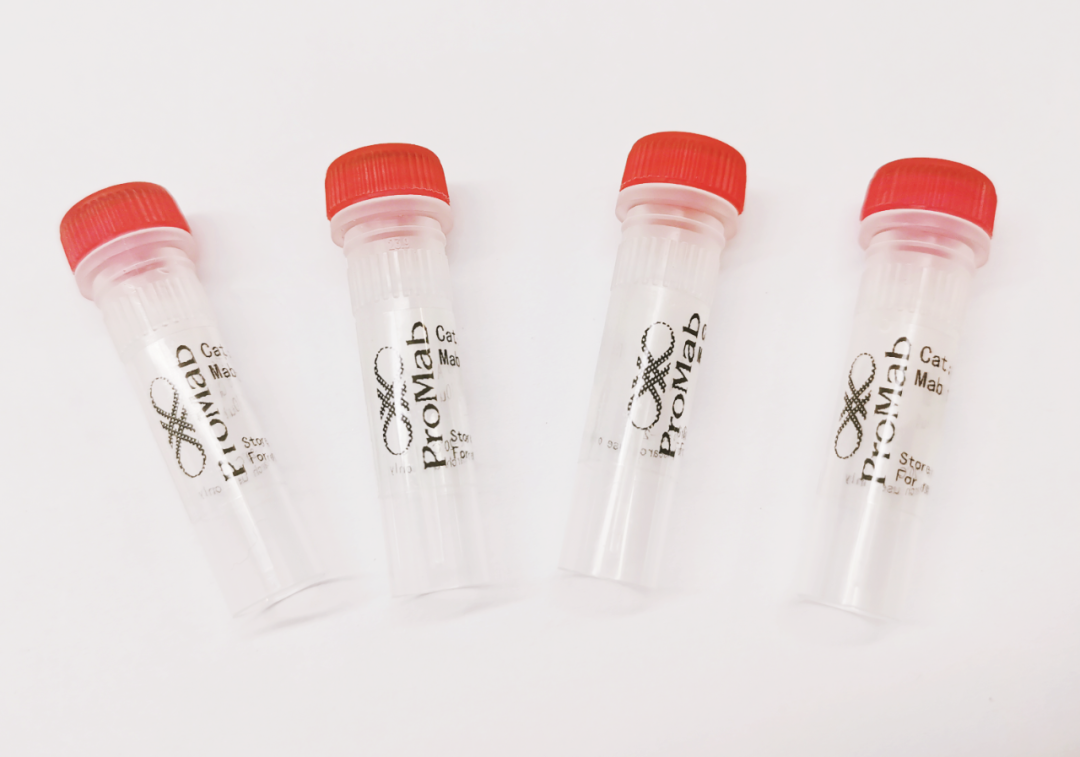 单克隆抗体定制，远泰生物厚积薄发助推生物制药！