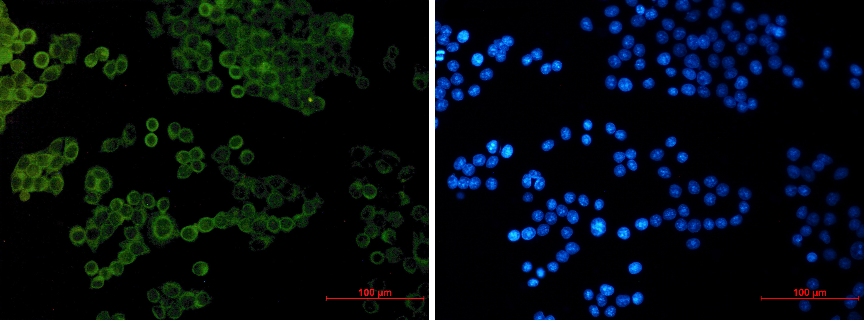 Rabbit Monoclonal Antibody to COL1A1-远泰生物