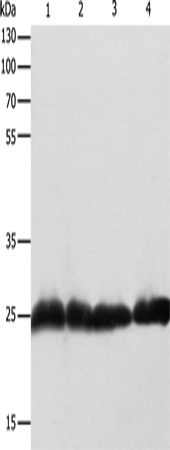 Rabbit Polyclonal Antibody to RAN-远泰生物