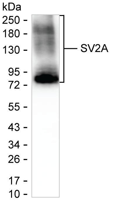 Mouse Monoclonal Antibody to SV2A_SV2A-远泰生物抗体定制