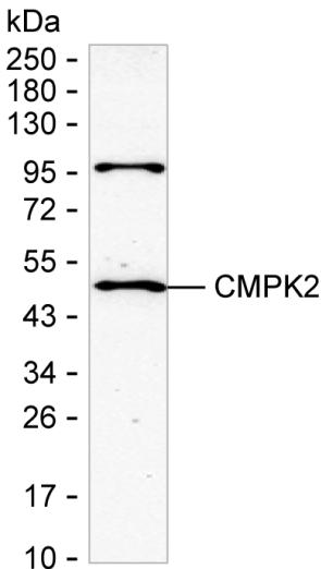 Mouse Monoclonal CMPK2 Antibody_一抗_抗体_产品_湖北艾普蒂生物工程有限公司