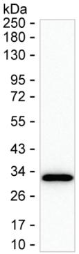 Mouse Monoclonal Antibody to HAGH_HAGH-远泰生物抗体定制