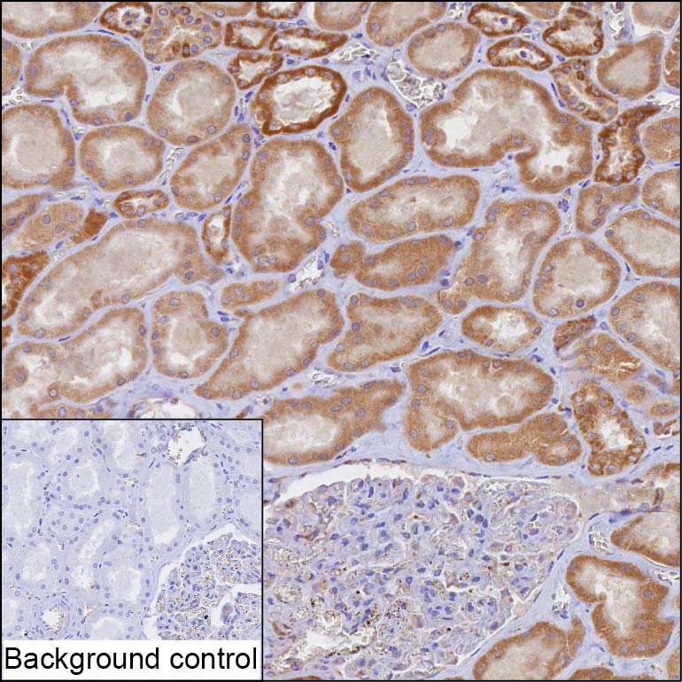 Mouse Monoclonal Antibody to TOMM20-远泰生物
