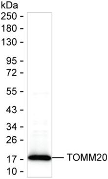 Mouse Monoclonal Antibody to TOMM20-远泰生物