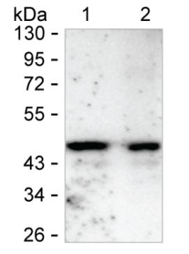 Mouse Monoclonal Antibody to AREG_AREG-远泰生物抗体定制