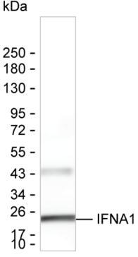 Mouse Monoclonal Antibody to IFNA1_IFNA1-远泰生物抗体定制
