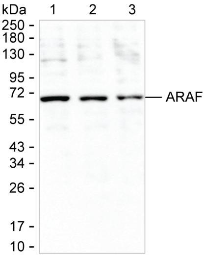 Mouse Monoclonal Antibody to ARAF_ARAF-远泰生物抗体定制