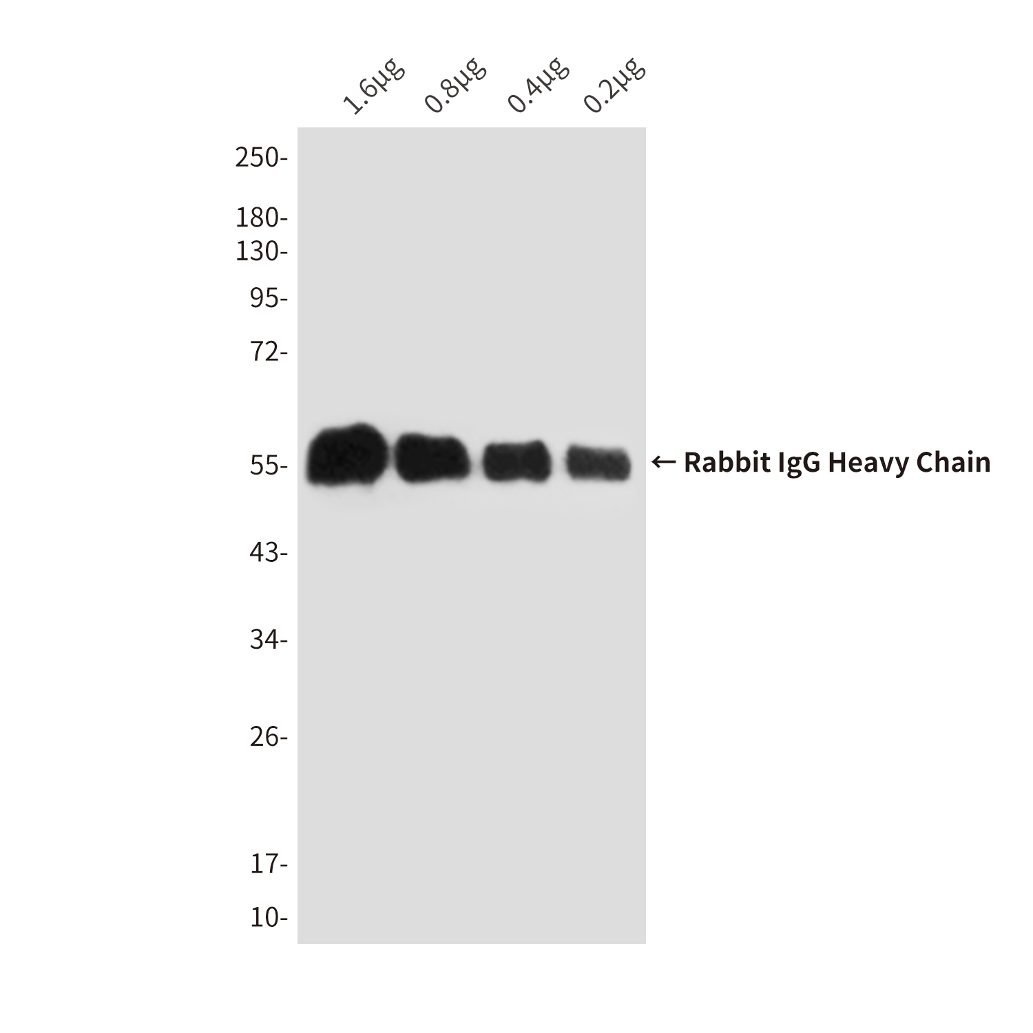 Mouse Monoclonal Antibody to Rabbit IgG_Rabbit IgG-远泰生物抗体定制