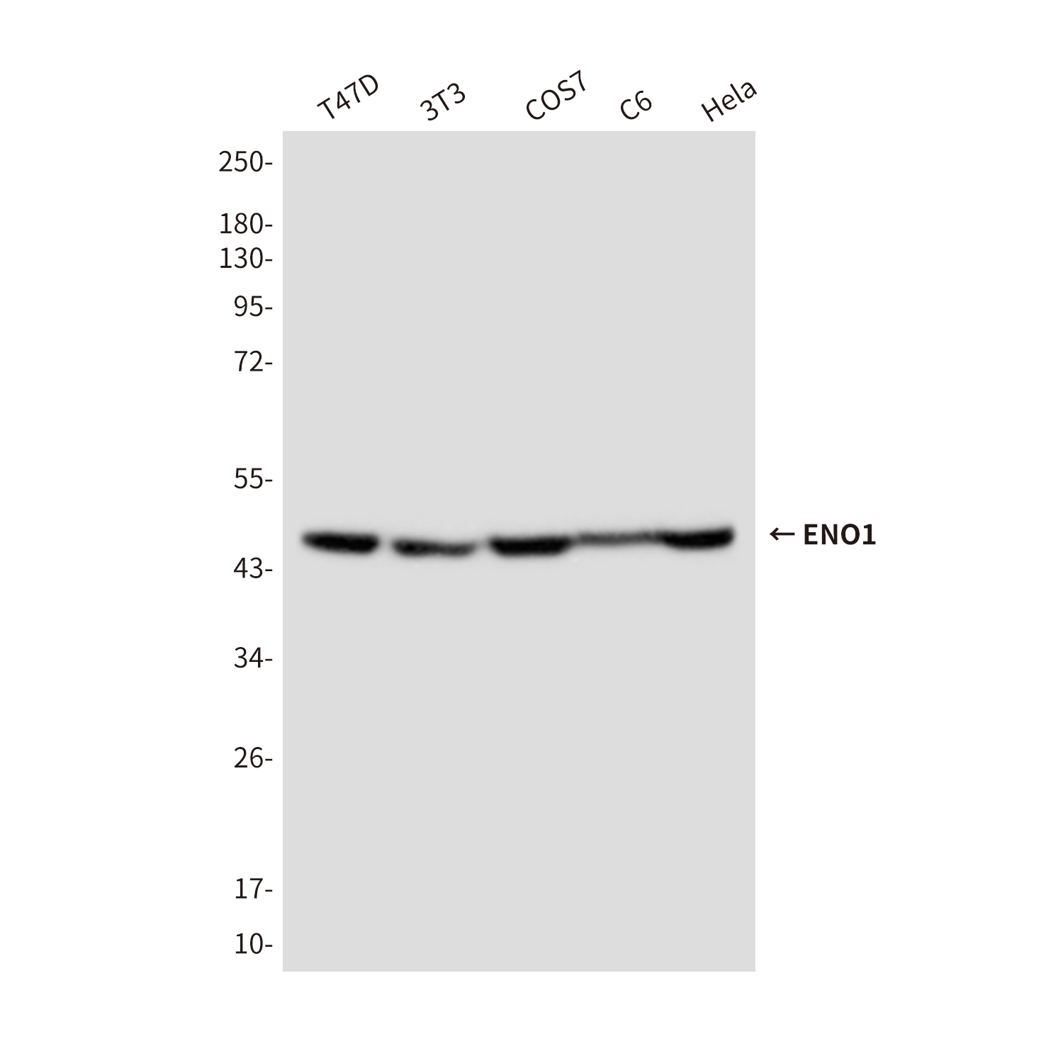 Mouse Monoclonal Antibody to ENO1_ENO1-远泰生物抗体定制