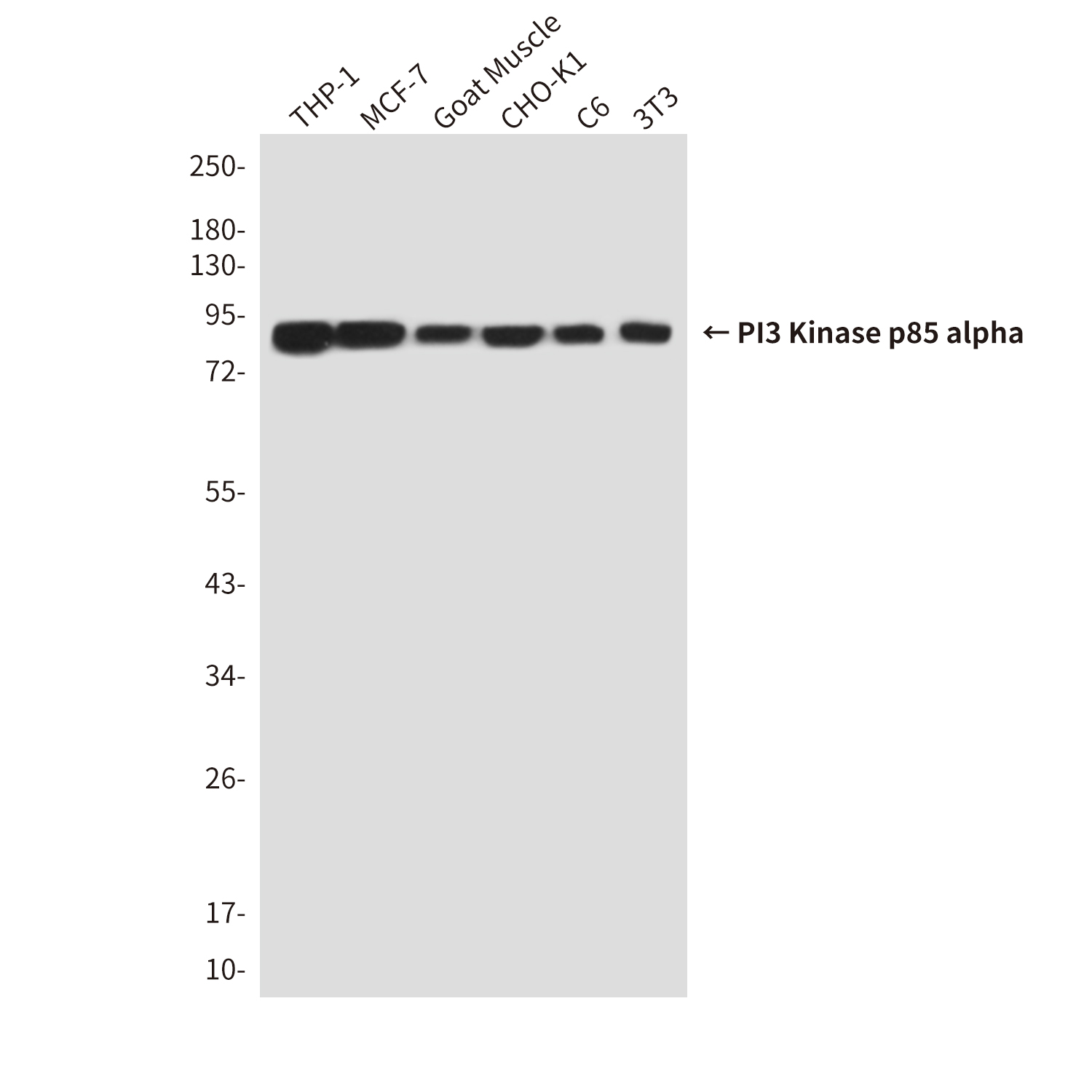 Mouse Monoclonal Antibody to PI3 Kinase p85 alpha-远泰生物