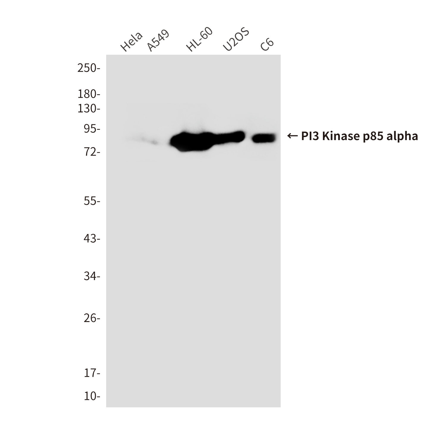 Mouse Monoclonal Antibody to PI3 Kinase p85 alpha-远泰生物