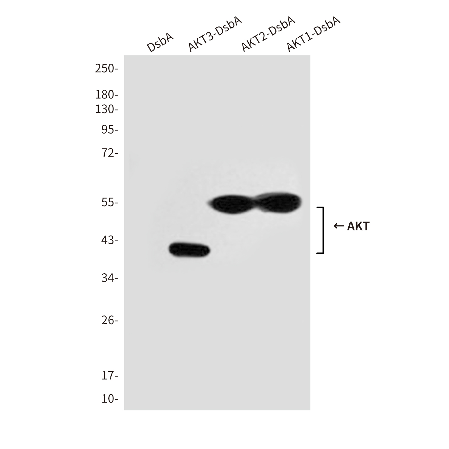 Mouse Monoclonal Antibody to AKT_AKT-远泰生物抗体定制