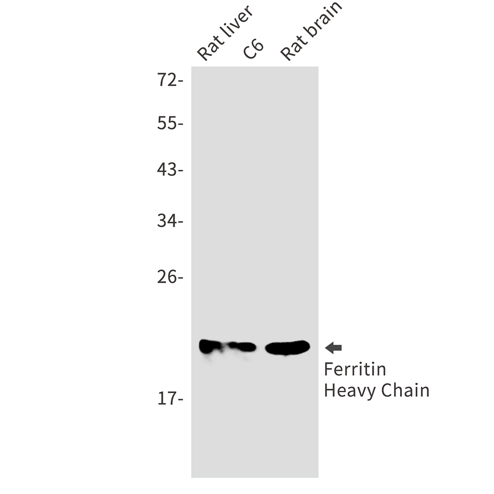 Ferritin Heavy Chain-远泰生物