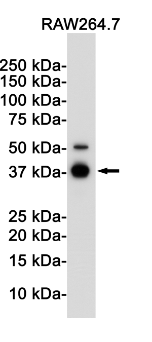 Rabbit Monoclonal Antibody to IKB alpha-远泰生物