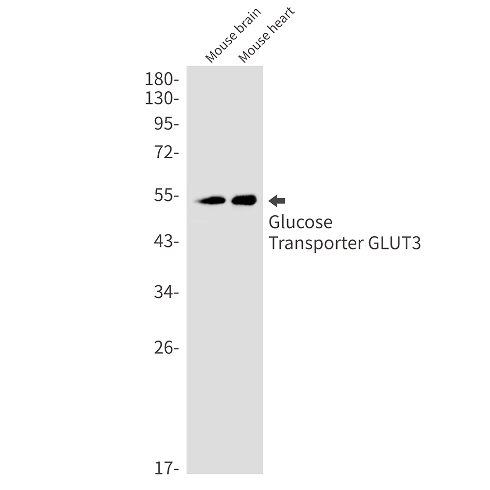 Rabbit Monoclonal Antibody to Glucose Transporter GLUT3-远泰生物