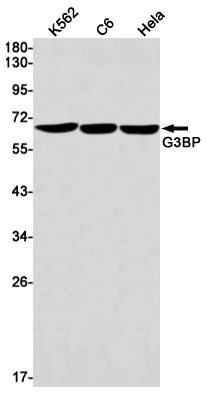 Rabbit Monoclonal Antibody to G3BP-远泰生物