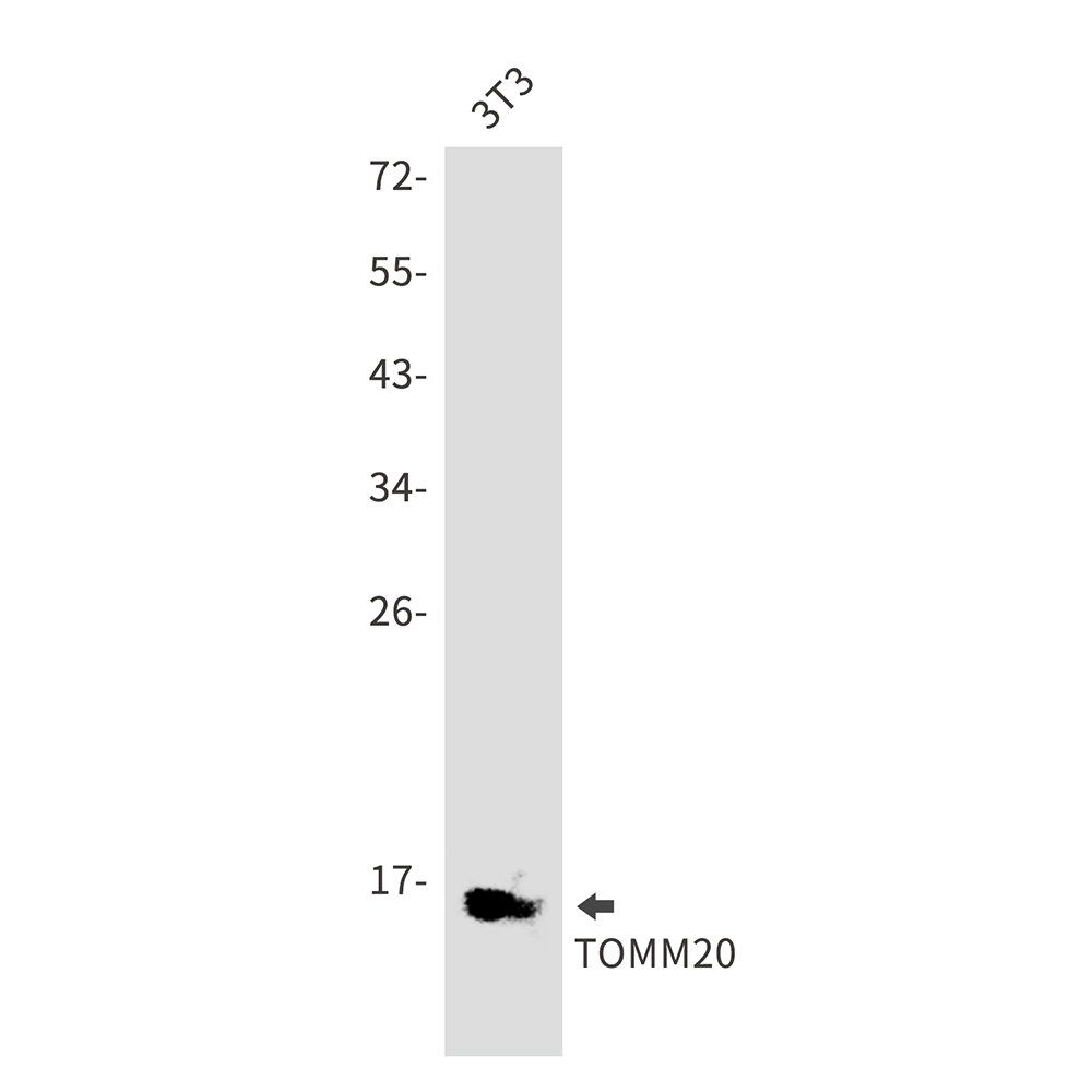 Rabbit Polyclonal Antibody to TOMM20-远泰生物